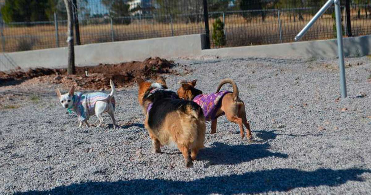 (VIDEO): Niña cumple su sueño de repartir comida a perritos y se hace ...