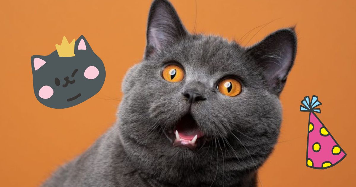 Gato Fest 2023: con festival apoyan a michis de albergues - Infórmate y más