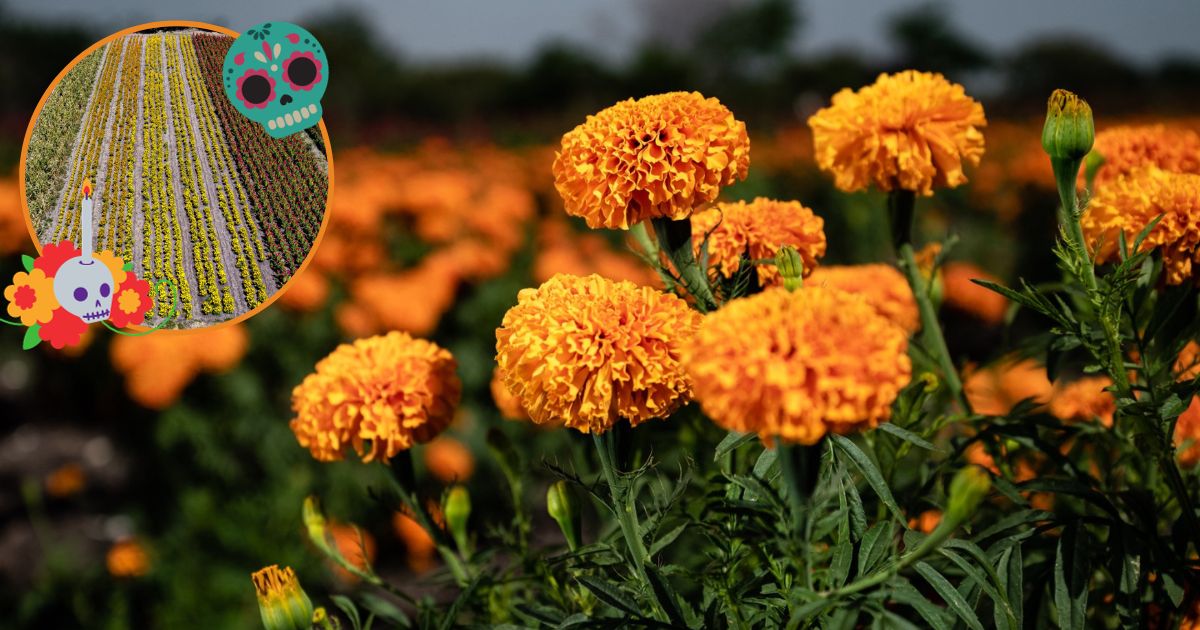 Listos los productores de Flor de Cempasúchil para este Día de Muertos ...