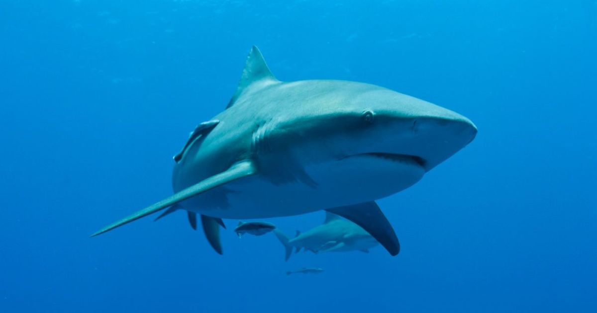 ¿Qué tan peligroso es un Tiburón Toro? - Lado.mx